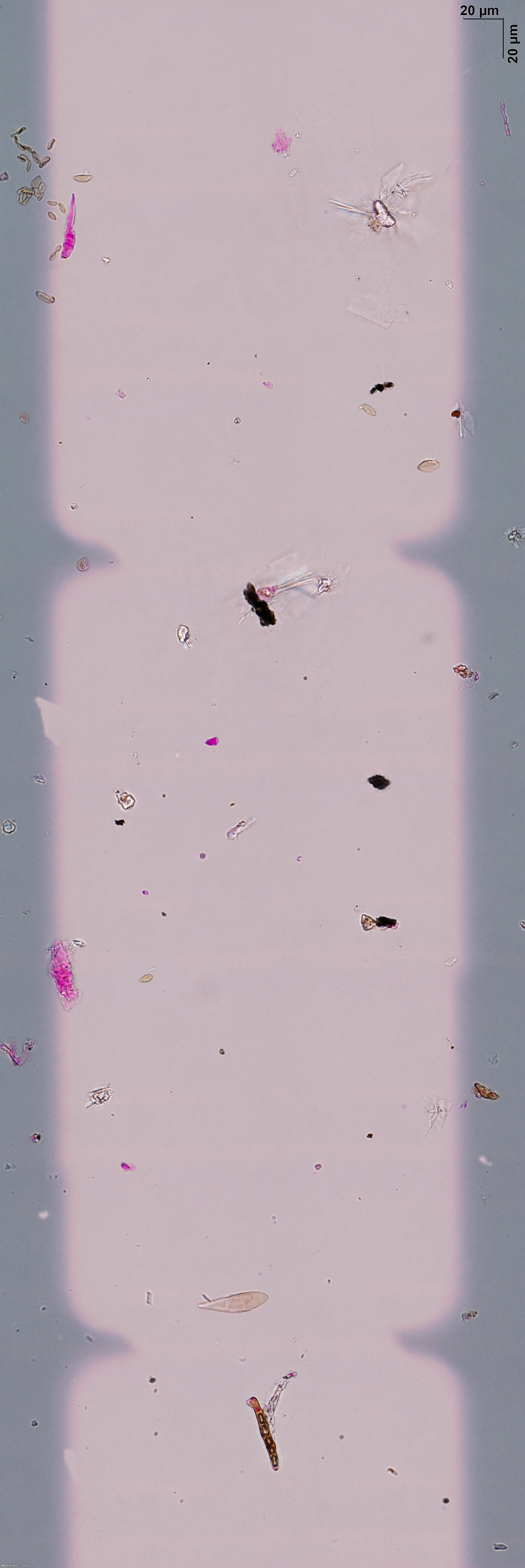 AIHA PAT Programs | EMPAT Total Spore Count Pilot Study