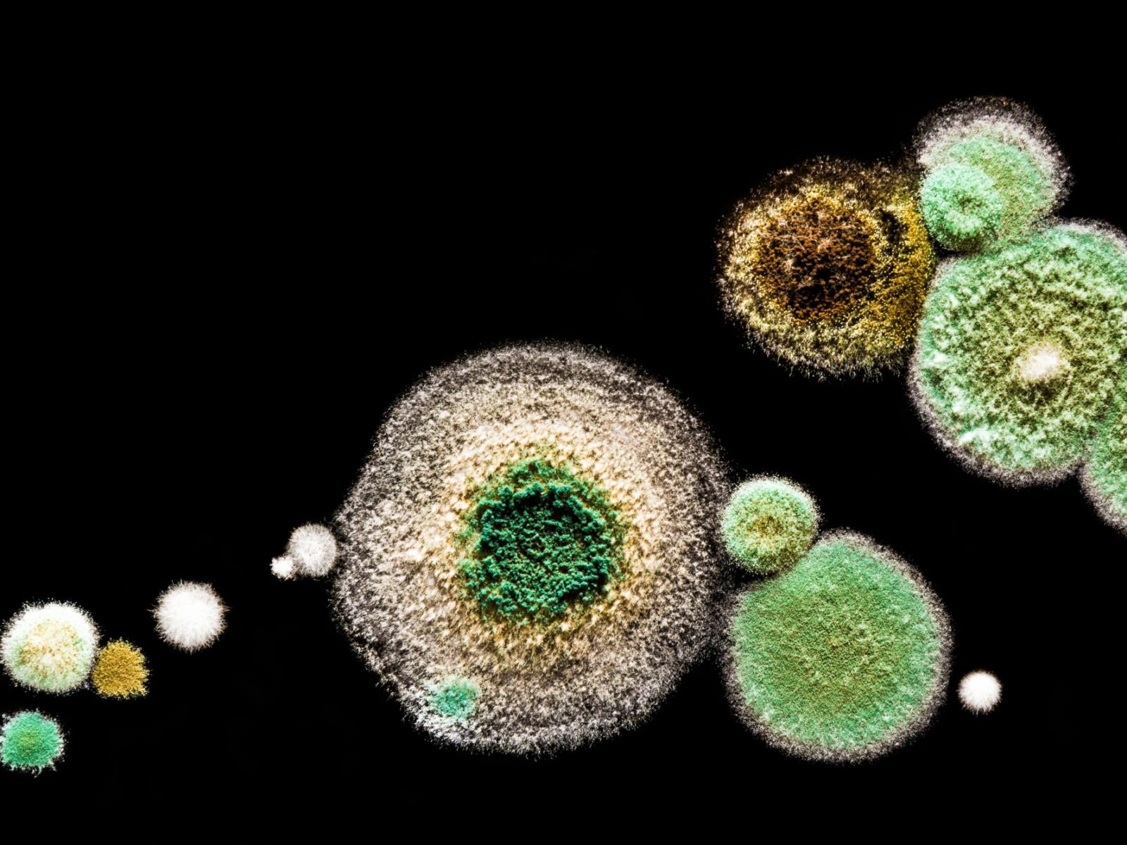 AIHA PAT Programs | Proficiency Analytical Testing Programs