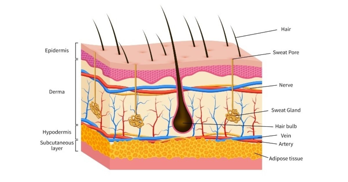 Resources and Approaches for Dermal Exposure and Risk… | AIHA